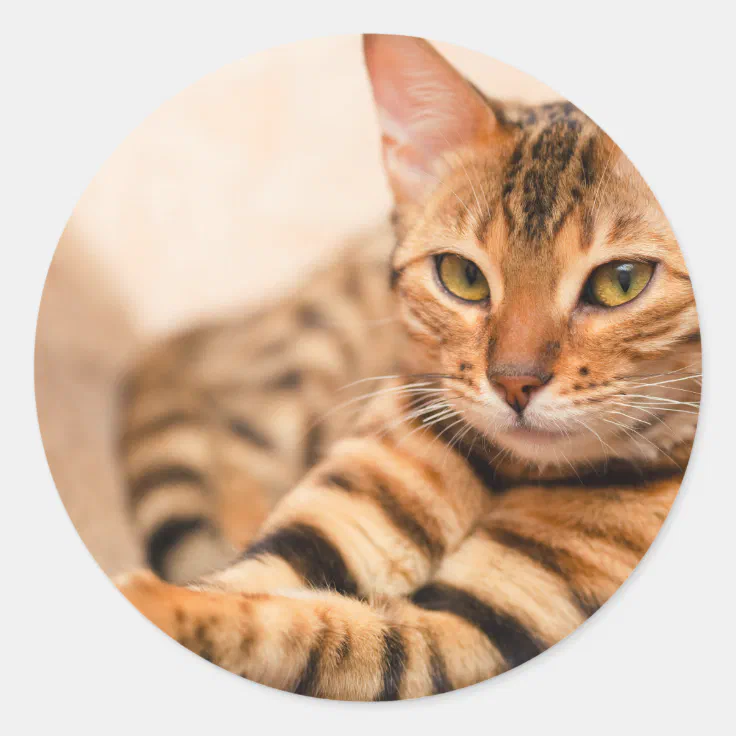 Cute Cat Classic Round Sticker, Glossy Classic Round Sticker | Zazzle