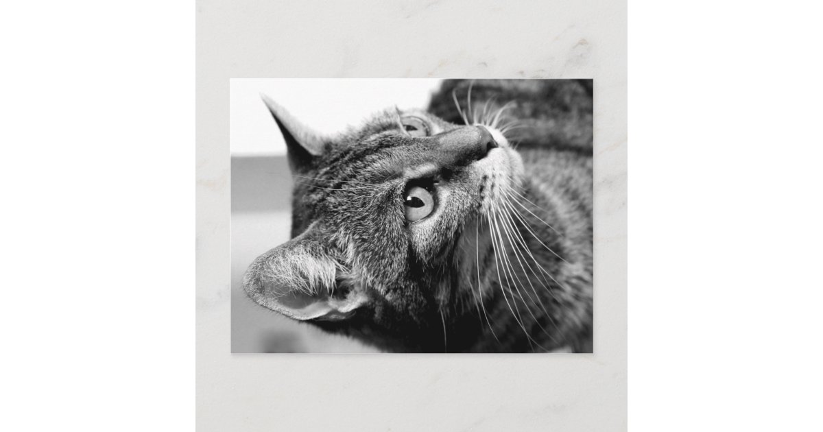 Cute cat portrait - the thinker postcard | Zazzle