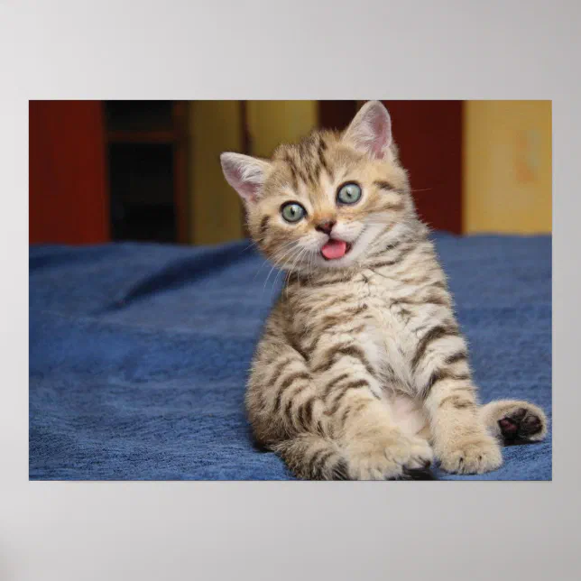 Cute Cat Poster | Zazzle