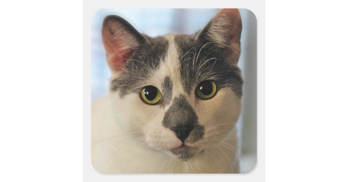 Cute Cat Square Sticker | Zazzle