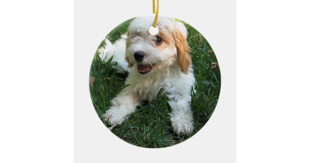 CUTE CAVAPOO PUPPY CERAMIC ORNAMENT | Zazzle