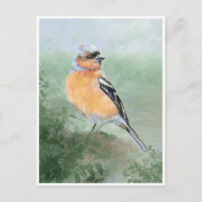 Cute Chaffinch, Watercolor Bird Collection Postcard | Zazzle