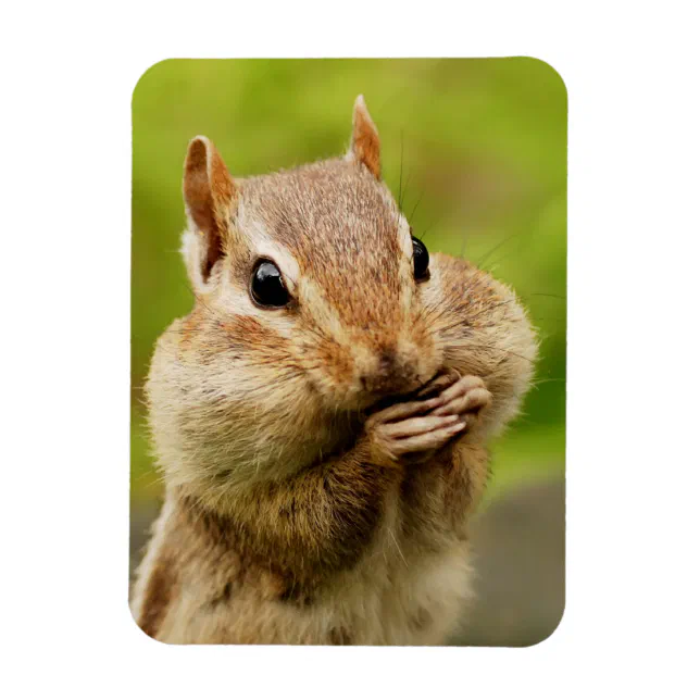 Cute Cheeky Chipmunk Magnet | Zazzle