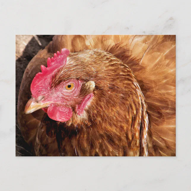 CUTE CHICKEN POSTCARD | Zazzle