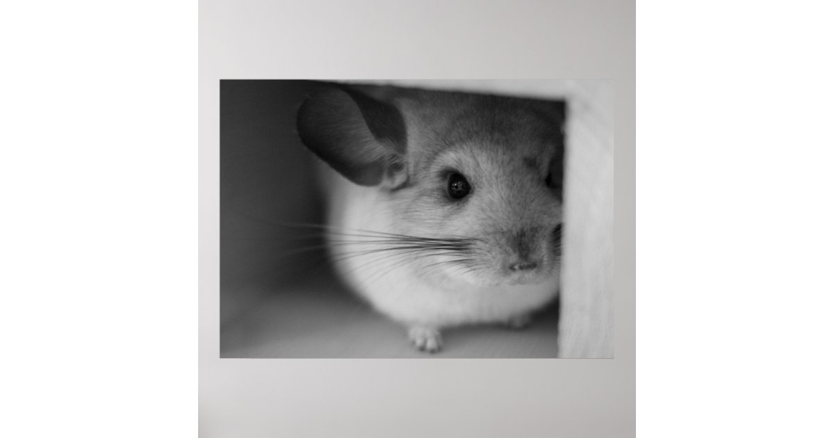 Cute Chinchilla Poster | Zazzle