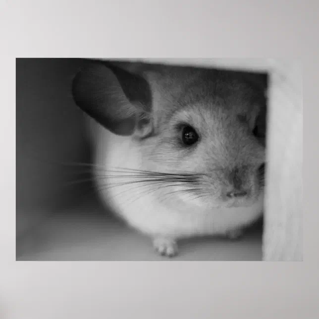 Cute Chinchilla Poster | Zazzle