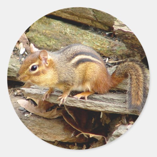 Cute Chipmunk Stickers | Zazzle.com