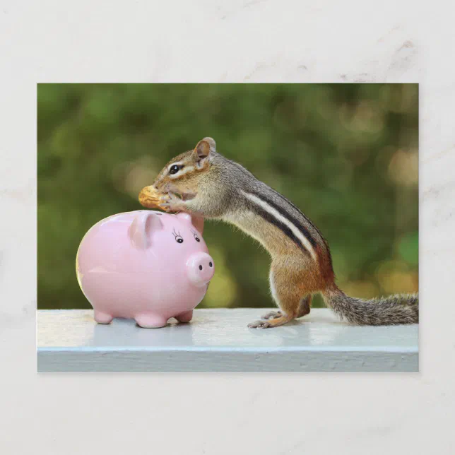Cute Chipmunk with Funny Money Piggy Bank Picture Postcard | Zazzle