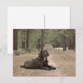 Cute Chocolate Lab On A Forest Trail Postcard | Zazzle