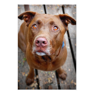 Chocolate Lab Red Nose Pitbull Mix