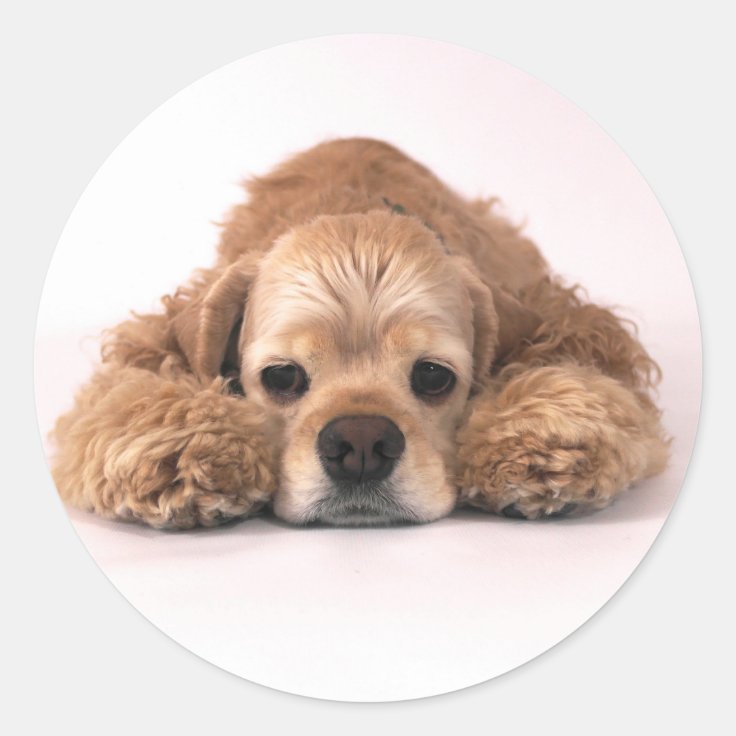 Cute Cocker Spaniel Classic Round Sticker | Zazzle