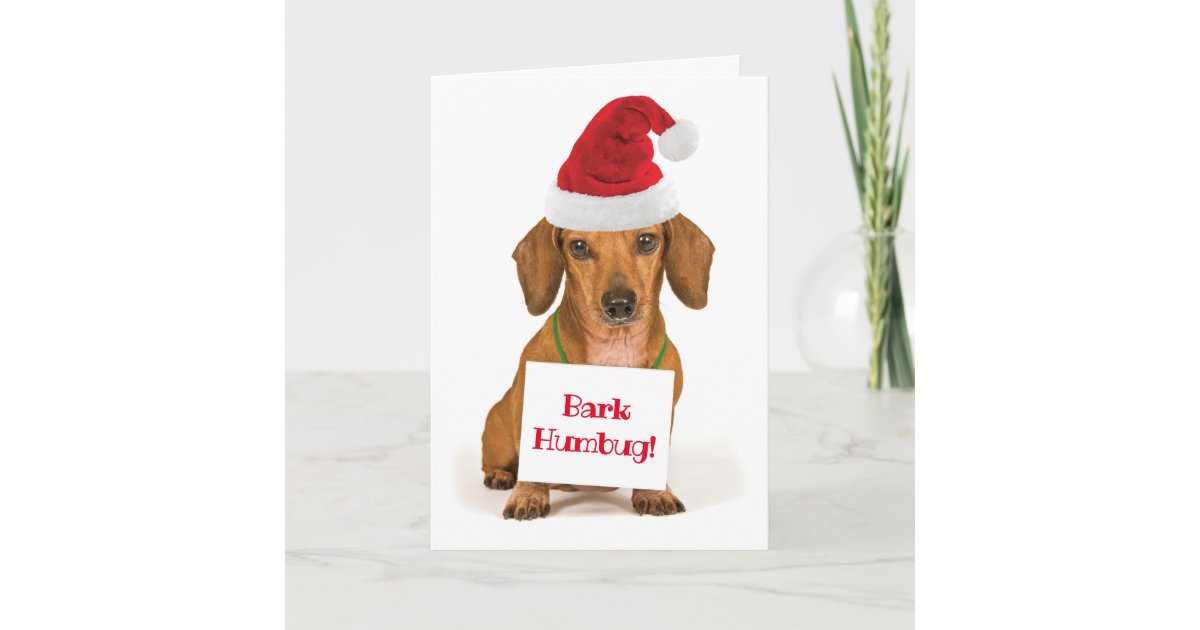 Cute Dachshund with Santa Hat Bark Humbug Holiday Card | Zazzle