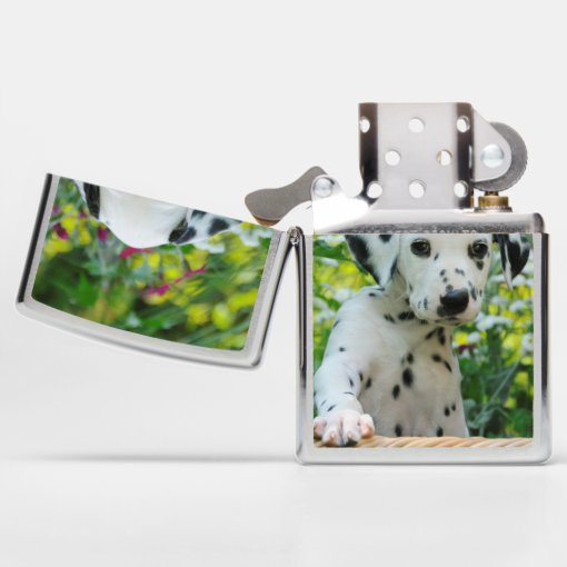 Cute Dalmatian Dog Puppy Portrait Photo windproof Zippo Lighter | Zazzle
