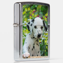Cute Dalmatian Dog Puppy Portrait Photo windproof Zippo Lighter | Zazzle