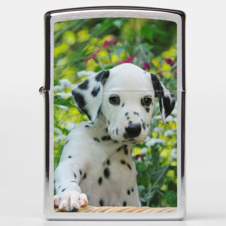 Cute Dalmatian Dog Puppy Portrait Photo windproof Zippo Lighter | Zazzle