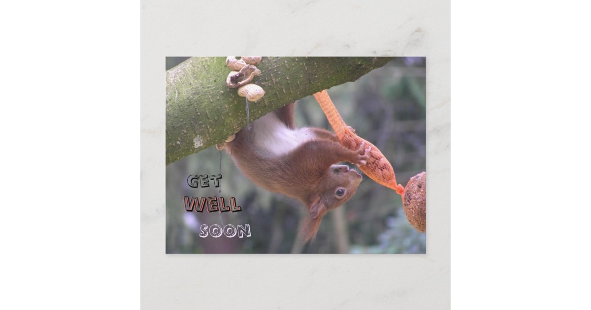 Cute Dangling Squirrel Get Well Soon Postcard | Zazzle