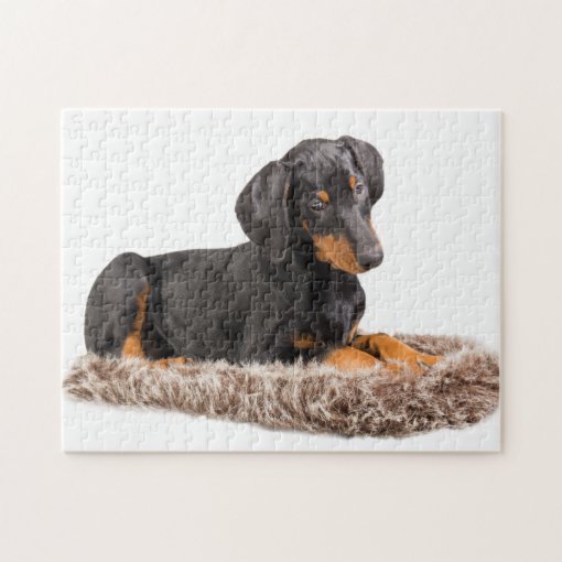 cute doberman pinscher puppy jigsaw puzzle | Zazzle