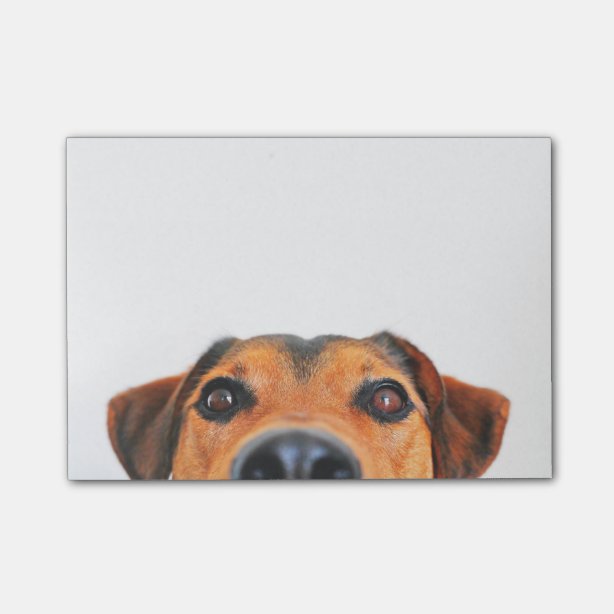 Dog Photo Post-it Notes | Zazzle