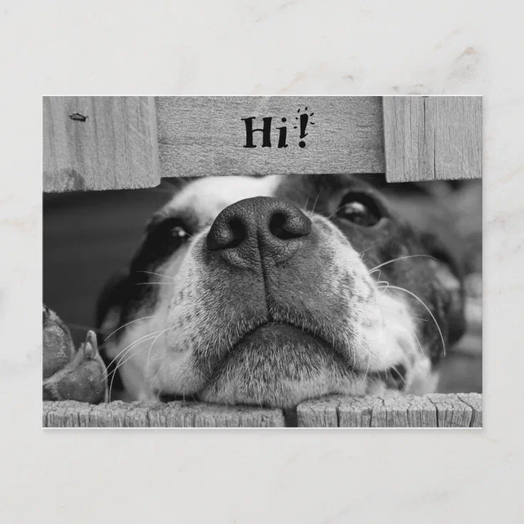 Cute Dog Postcard | Zazzle