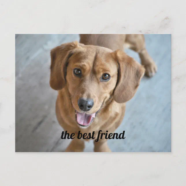 Cute Dog Postcard | Zazzle