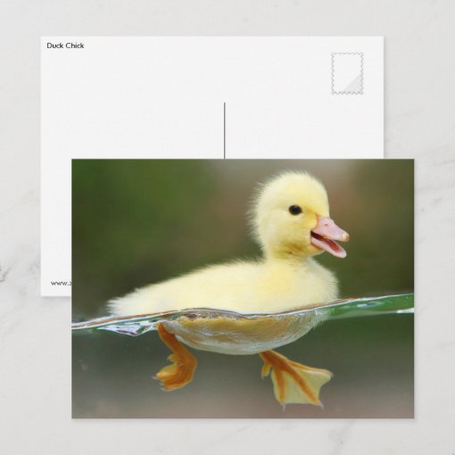 Cute Duck Chick Postcard | Zazzle