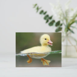 Cute Duck Chick Postcard | Zazzle