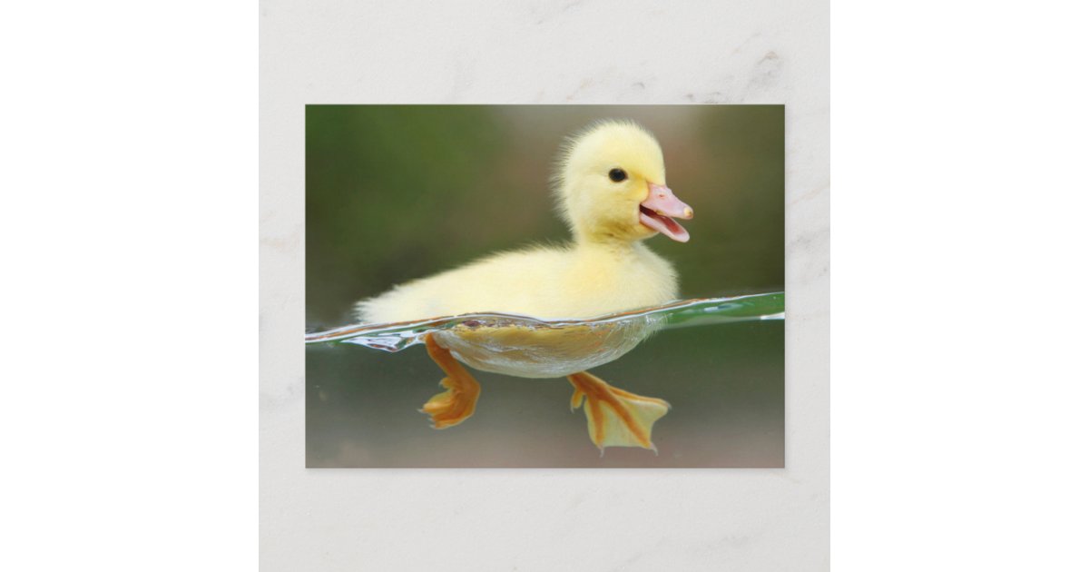 Cute Duck Chick Postcard | Zazzle