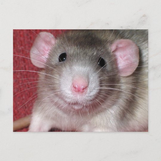 Cute Dumbo Rat Postcard | Zazzle.com