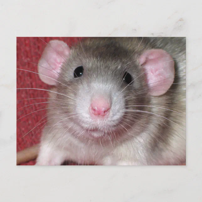 Cute Dumbo Rat Postcard | Zazzle