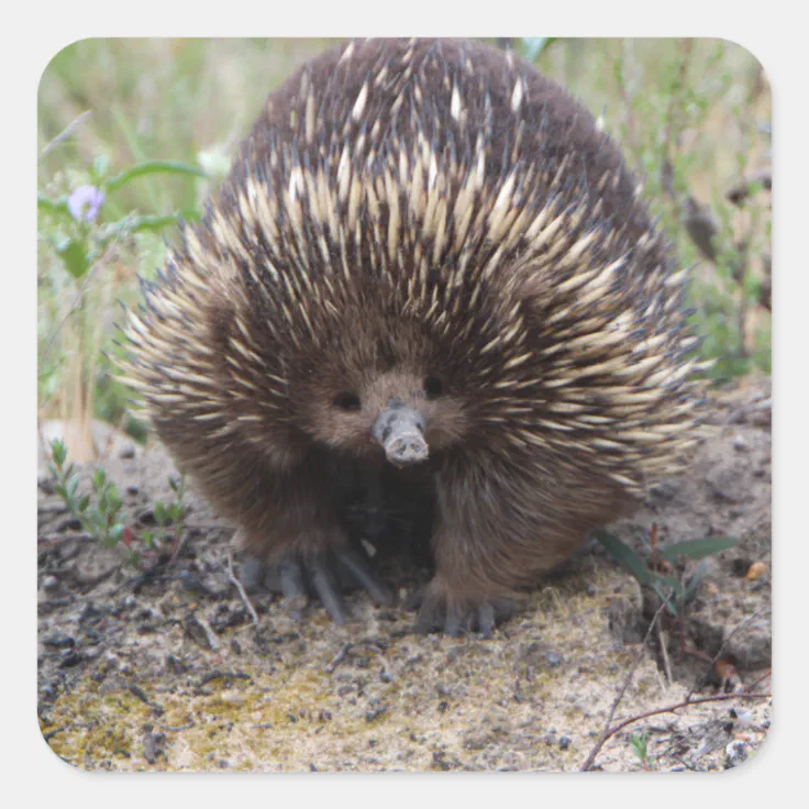 Cute Echidna from Australia Square Sticker | Zazzle