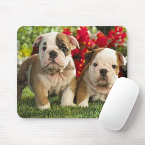 Cute English Bulldog Puppy Dogs Mousepad | Zazzle