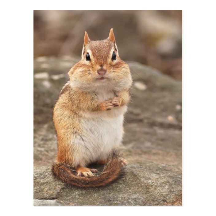 Cute Fat & Fluffy Chipmunk Postcard | Zazzle.com