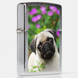Cute Fawn Colored Pug Puppy Dog Portrait windproof Zippo Lighter | Zazzle