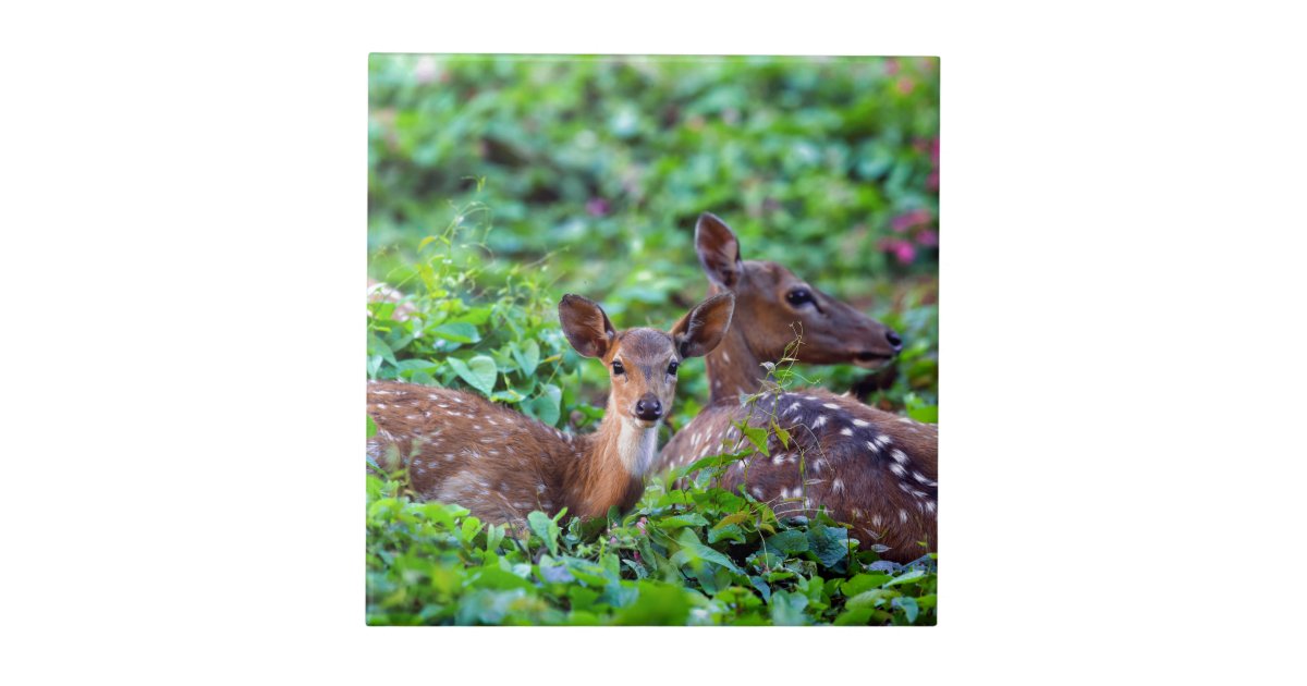 Cute fawn lying down in forest with mother tile | Zazzle