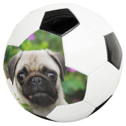 Cute fawn pug puppy soccer ball | Zazzle