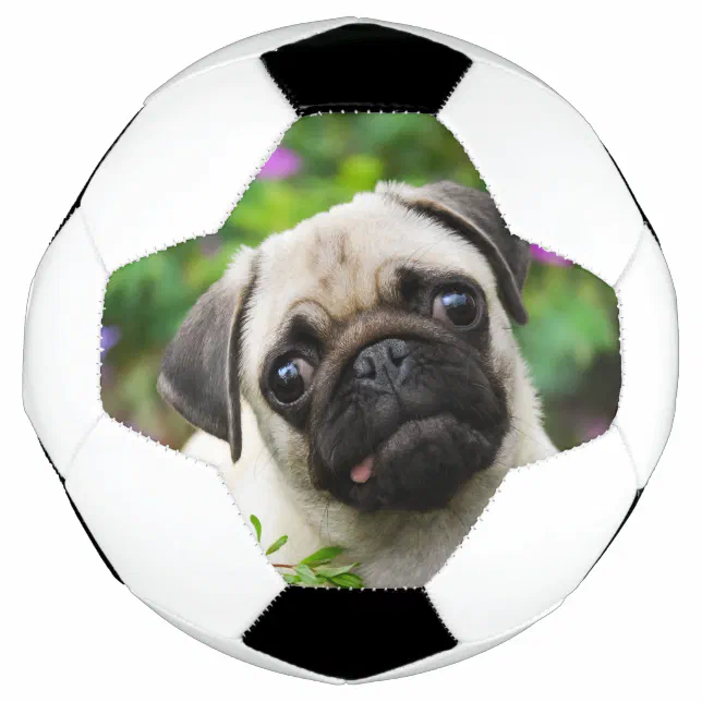 Cute fawn pug puppy soccer ball | Zazzle