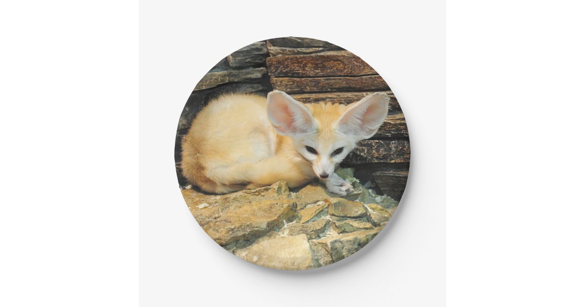 Cute fennec fox paper plates | Zazzle