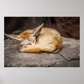 Cute Fennec Fox Poster | Zazzle