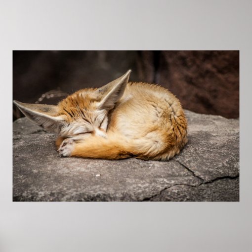 Cute Fennec Fox Poster | Zazzle