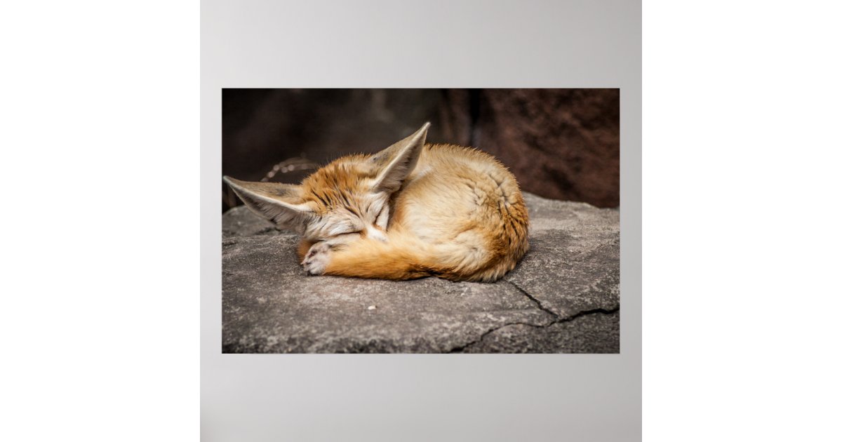 Cute Fennec Fox Poster | Zazzle