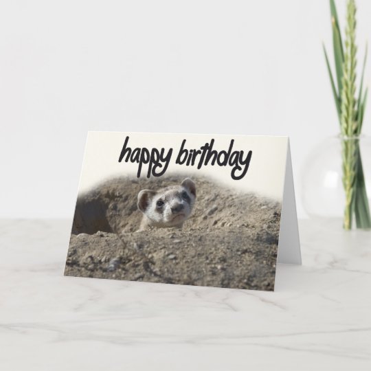 cute Ferret Happy Birthday Card | Zazzle.com