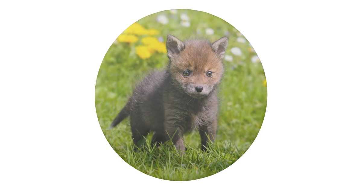 Cute Fluffy Red Fox Kit Cub Wild Baby Animal Photo Eraser | Zazzle
