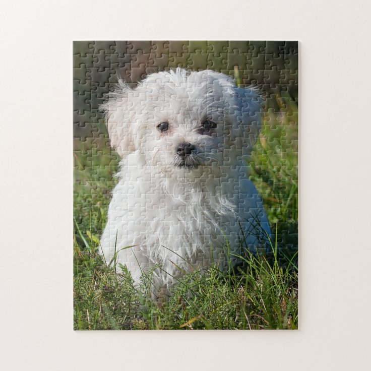 Cute Fluffy White Maltese Puppy Dog Jigsaw Puzzle | Zazzle