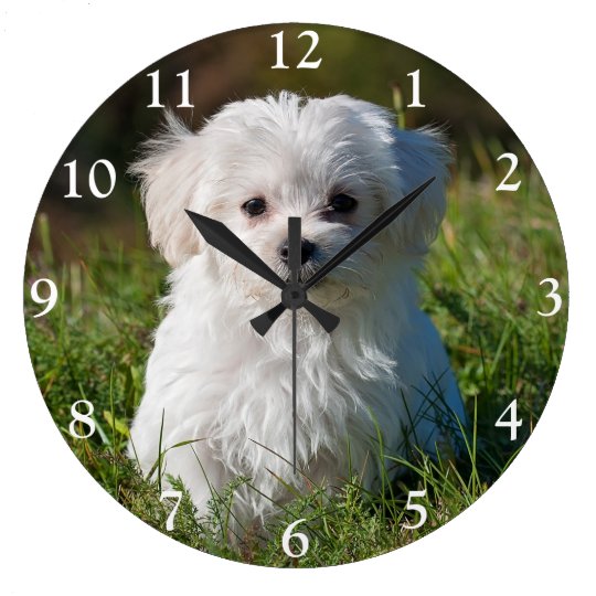 Cute Fluffy White Maltese Puppy Dog Large Clock | Zazzle