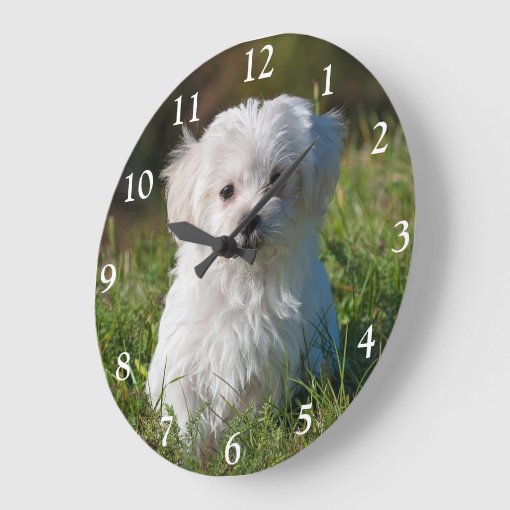 Cute Fluffy White Maltese Puppy Dog Large Clock | Zazzle