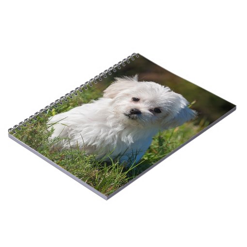 Cute Fluffy White Maltese Puppy Dog Notebook | Zazzle
