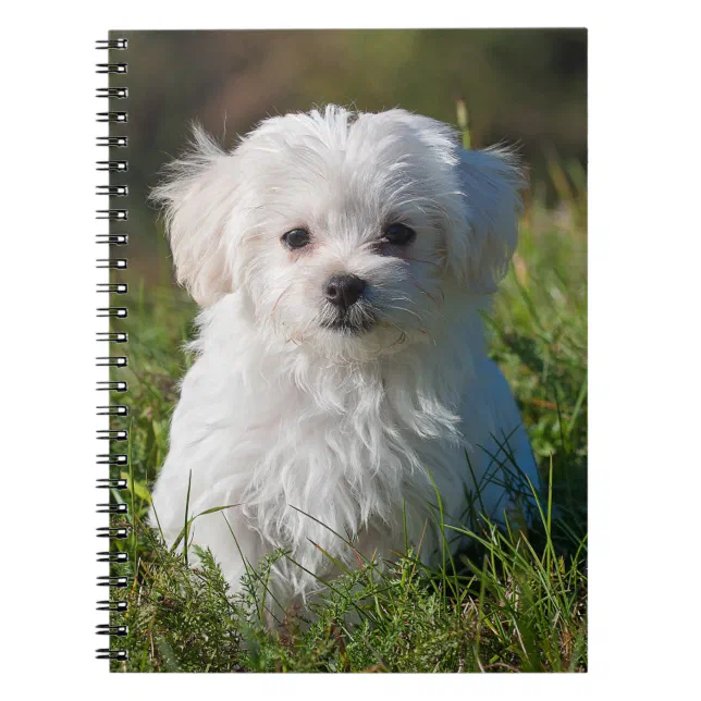 Cute Fluffy White Maltese Puppy Dog Notebook | Zazzle