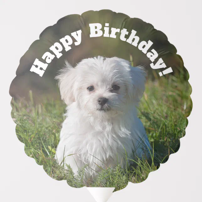 Cute Fluffy White Maltese Puppy Happy Birthday Balloon | Zazzle