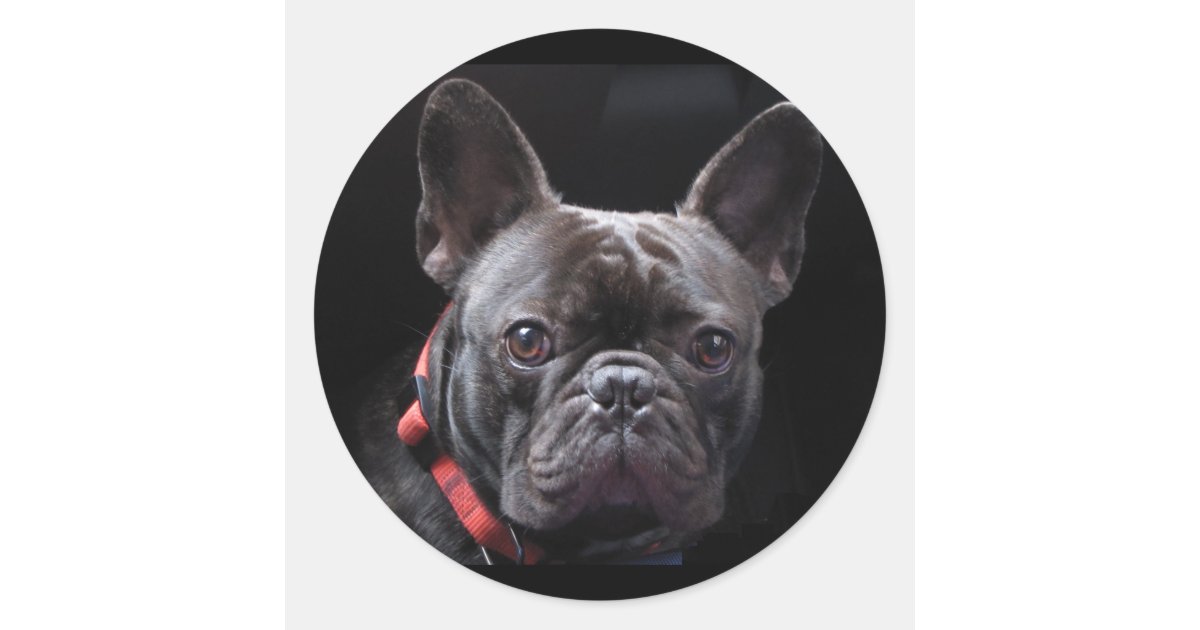 Cute French Bulldog Classic Round Sticker | Zazzle