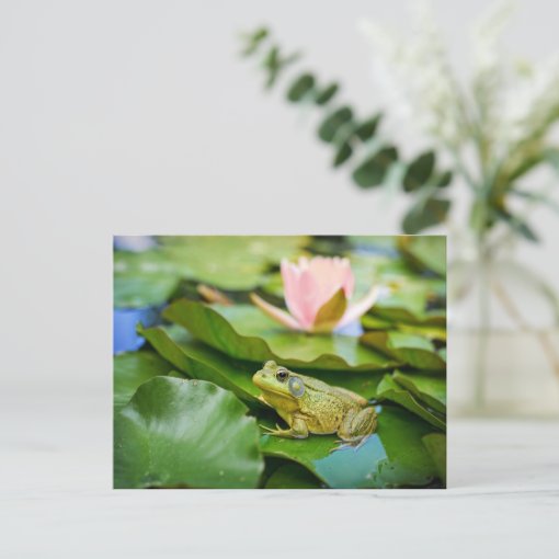Cute Frog on Lily Pad Photo Postcard | Zazzle